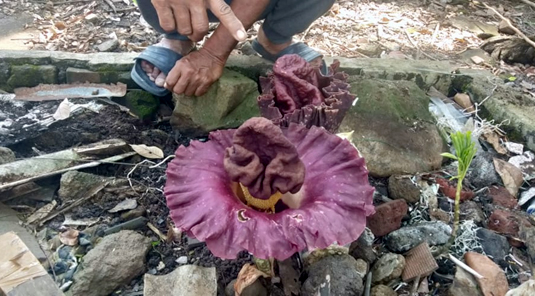 Bunga Bangkai Suweg Tumbuh di Kampung Kebon Kalapa Kelurahan Mulyasari ...