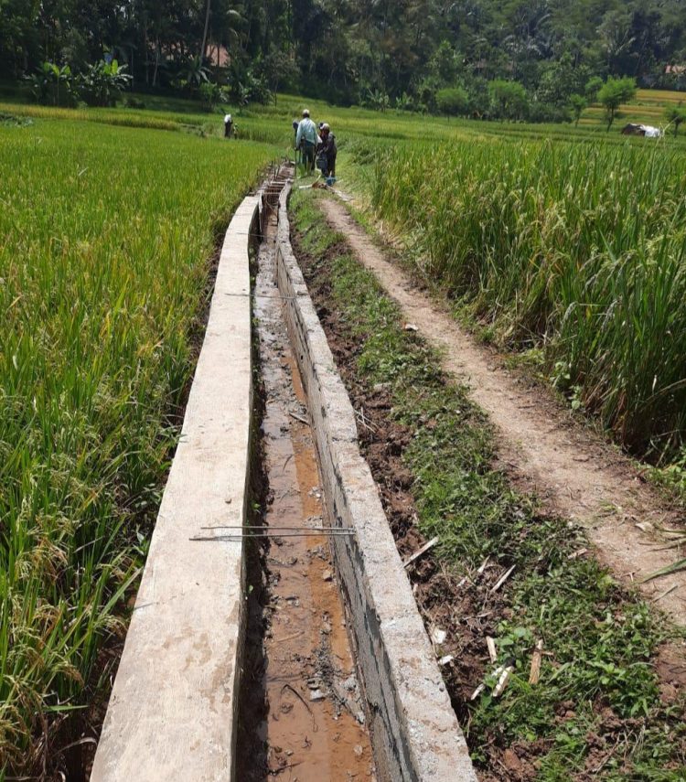 Petani Jombang Rasakan Manfaat RJIT, Produktivitas Hasil Panen Makin ...
