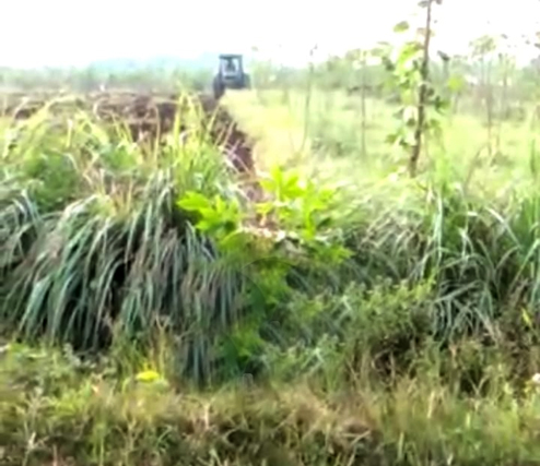 Puluhan Hektar Tanaman Petani Penggarap di Lahan PG Rajawali Rayon ...