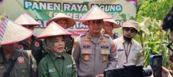 Panen Raya Jagung Serentak Kuartal IV Digelar di Majalaya, Targetkan 91 ...